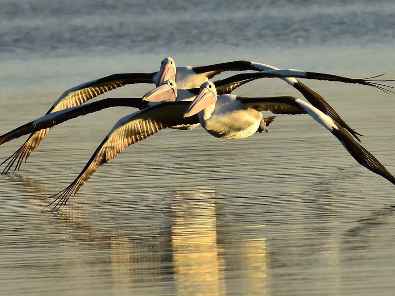 Flying Pelicans | Smithsonian Photo Contest | Smithsonian Magazine
