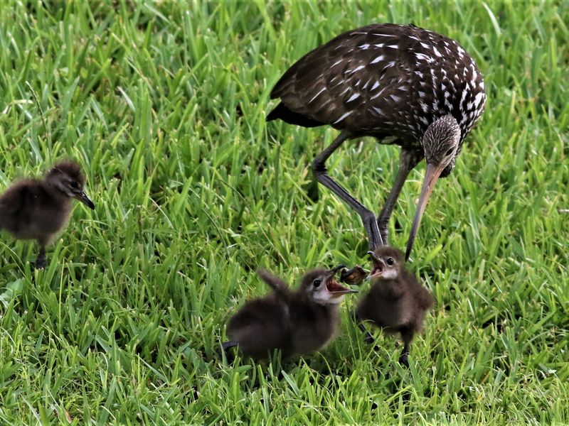 Limpkin Chicks | Smithsonian Photo Contest | Smithsonian Magazine
