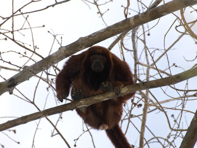 Araguato Monkey in Venezuela Llanos | Smithsonian Photo Contest ...