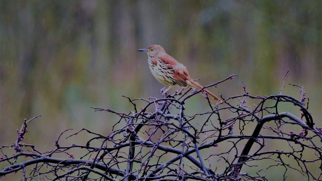Wood Thrush in Purple Rain | Smithsonian Photo Contest | Smithsonian ...