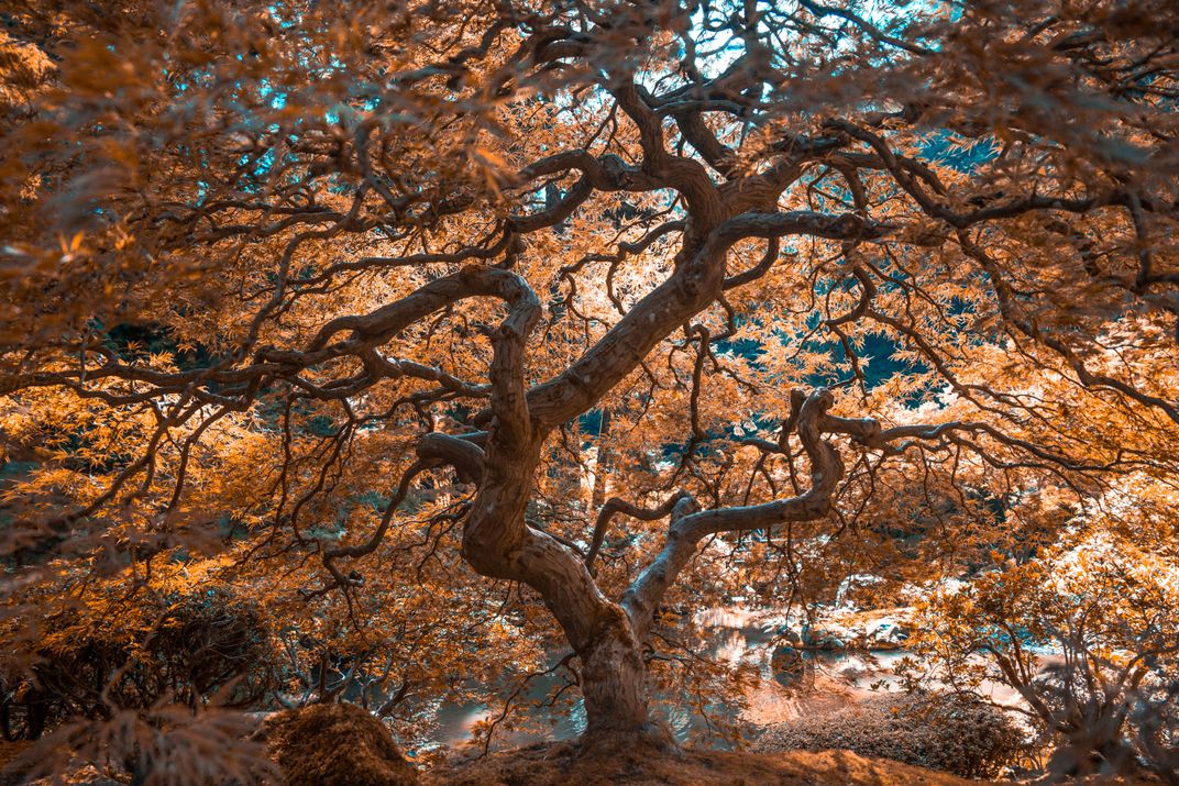 Oregon Japanese Maple | Smithsonian Photo Contest | Smithsonian Magazine