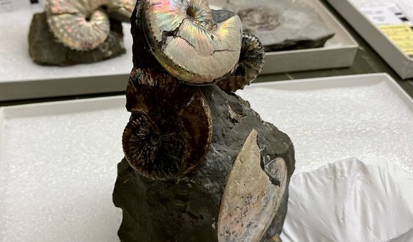 National Museum of Natural History Blog | Smithsonian Magazine