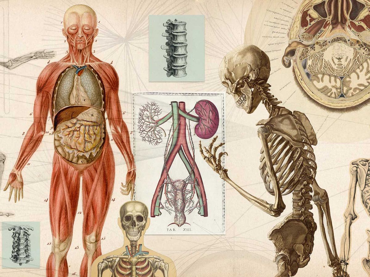 Anatomy Of The Skeleton