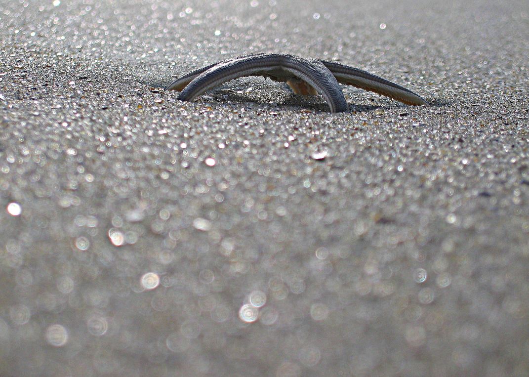 A starfish exhibits its flexibility and mobility | Smithsonian Photo ...