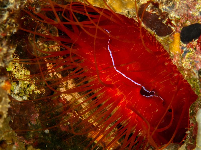 THE DISCO CLAM | Smithsonian Photo Contest | Smithsonian Magazine