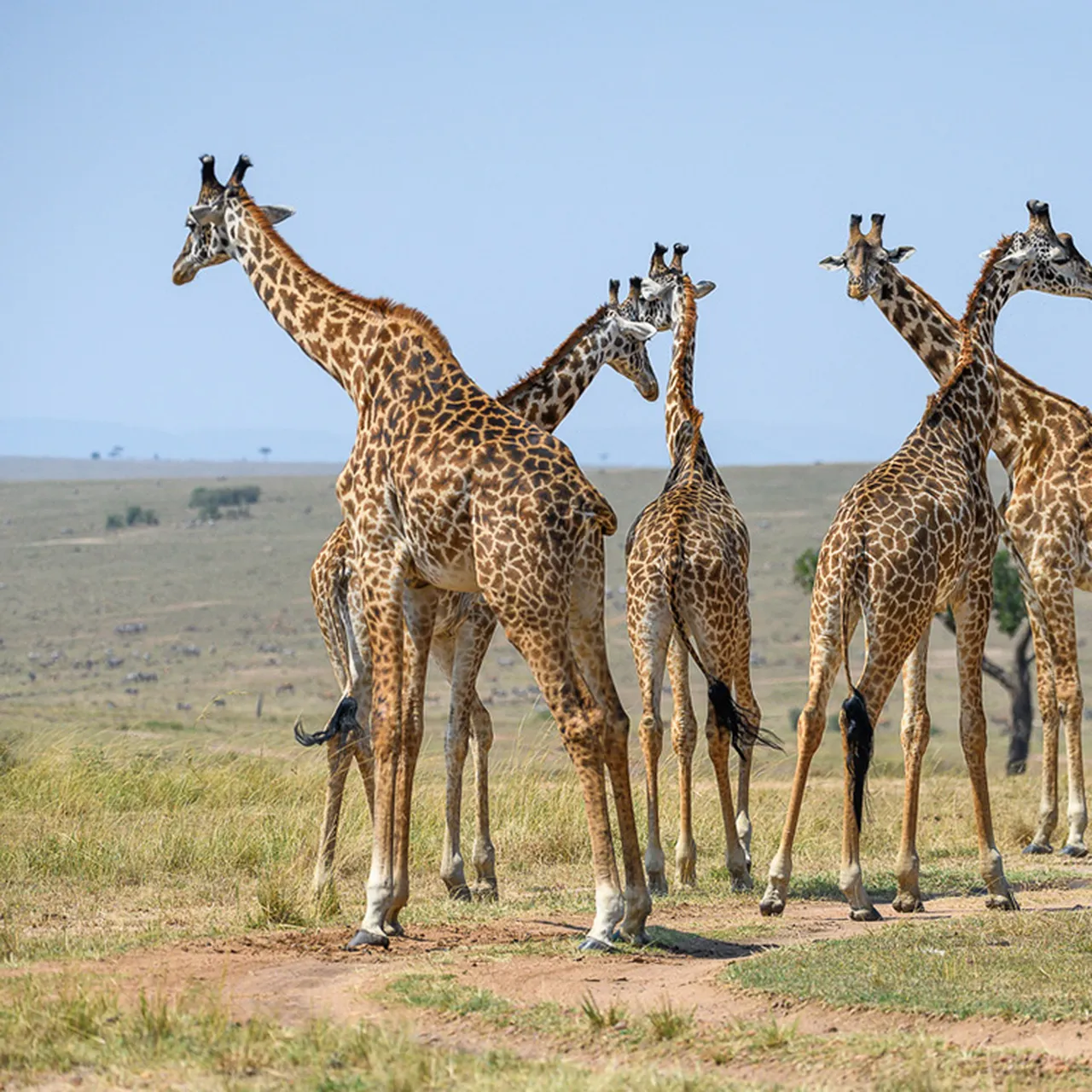 giraffe adaptations physiological