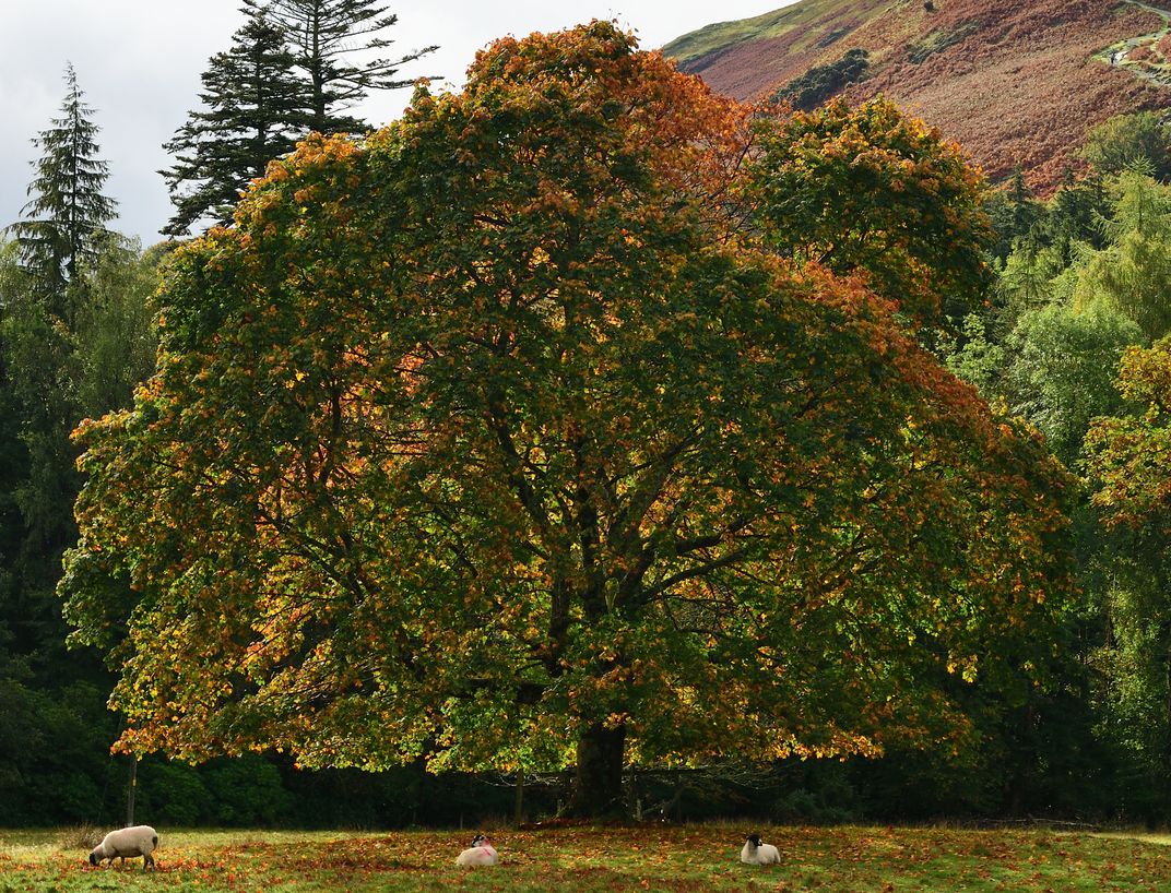 See Through Tree | Smithsonian Photo Contest | Smithsonian Magazine