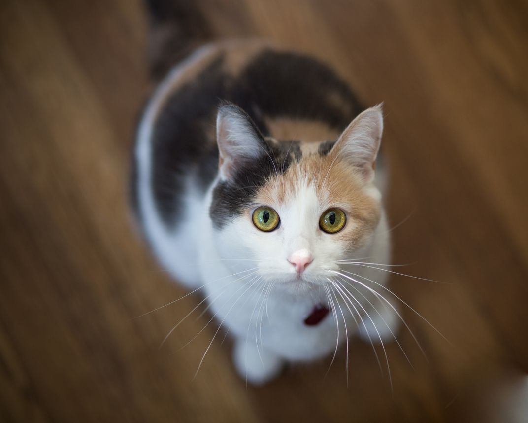 Cat intense stare | Smithsonian Photo Contest | Smithsonian Magazine