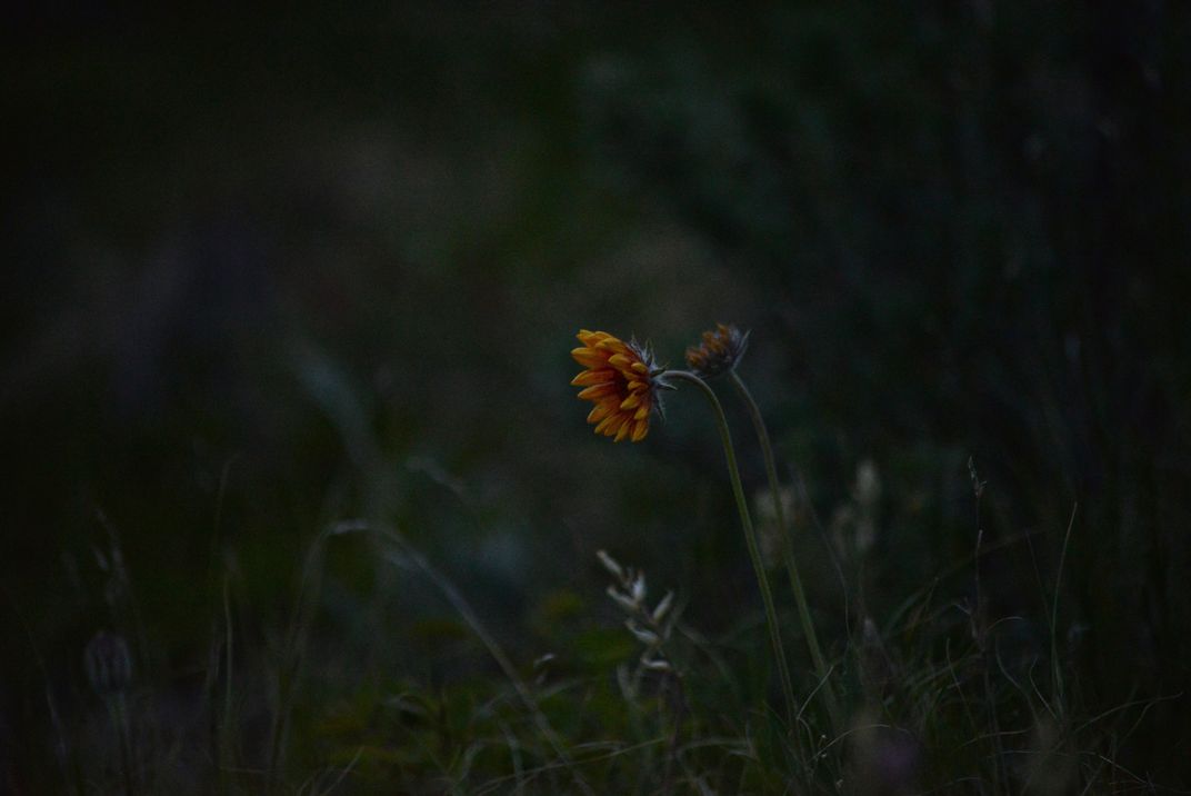 Lonely flower | Smithsonian Photo Contest | Smithsonian Magazine