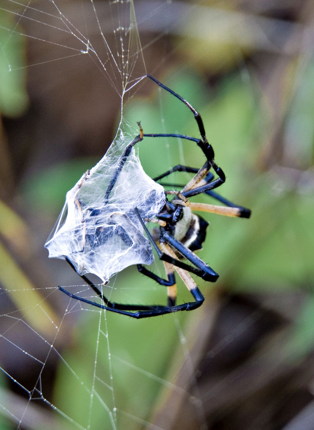 Spider feeding on a fly | Smithsonian Photo Contest | Smithsonian Magazine