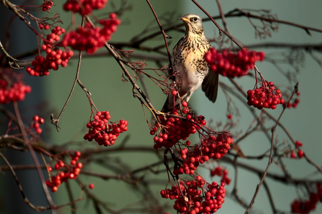 Hungry Fieldfare was a lot of delicious food. | Smithsonian Photo ...