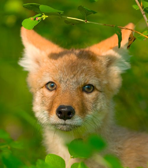 Portrait of a young coyote framed by leaves and branches of the ...