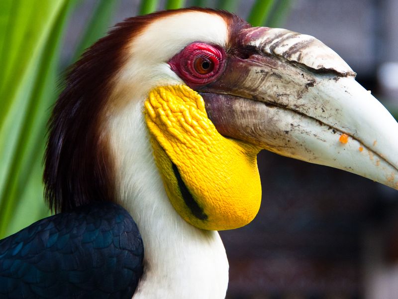 Balinese birds are quite beautiful. | Smithsonian Photo Contest ...