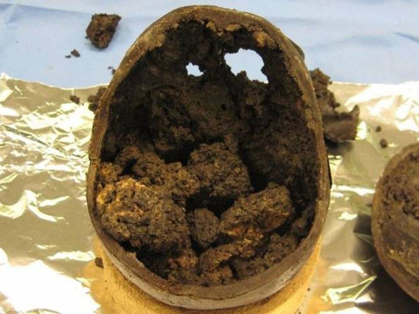 Super Resilient Protein Structures Preserved a Chunk of Brain for 2,600 ...