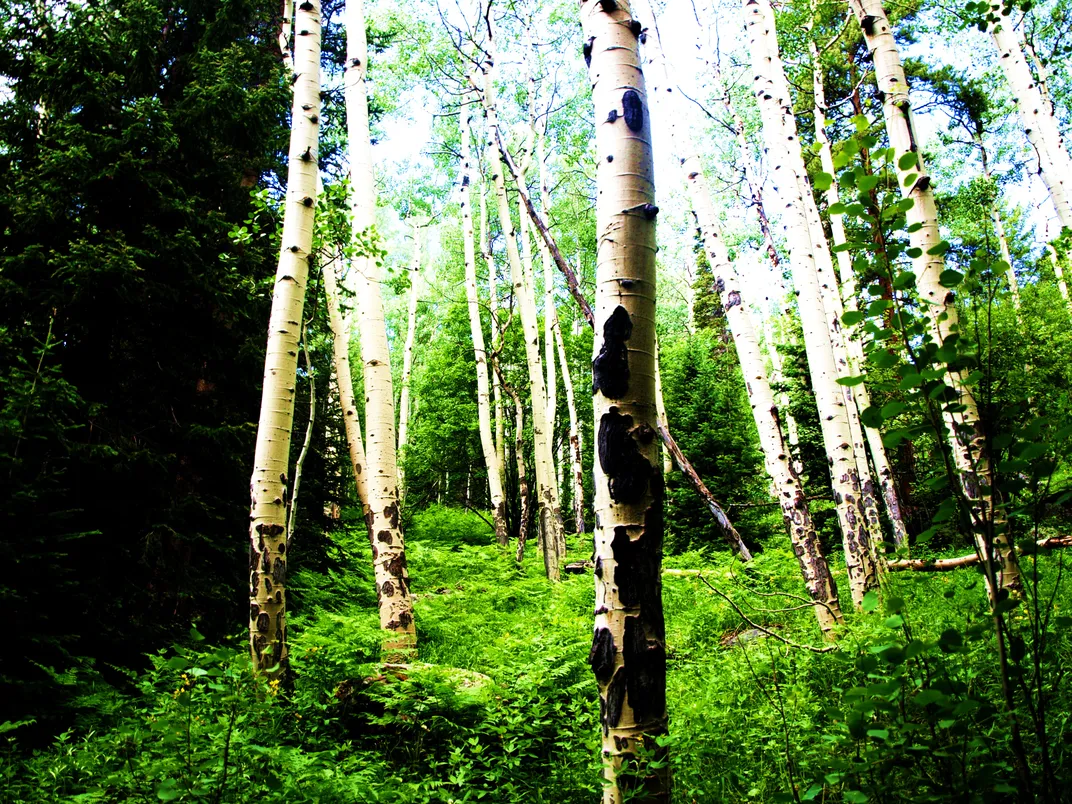 Aspen Trees along Cub Lake Hike on the Estes Park CO side of the Rocky ...
