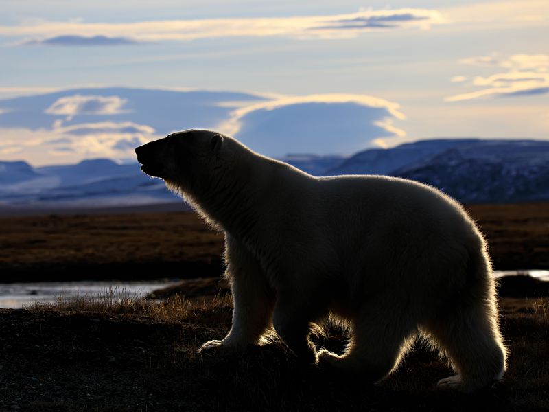 Sunset polar bear | Smithsonian Photo Contest | Smithsonian Magazine
