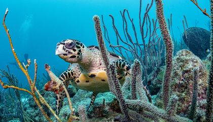 New DNA database aims to combat illegal trade of endangered hawksbill ...