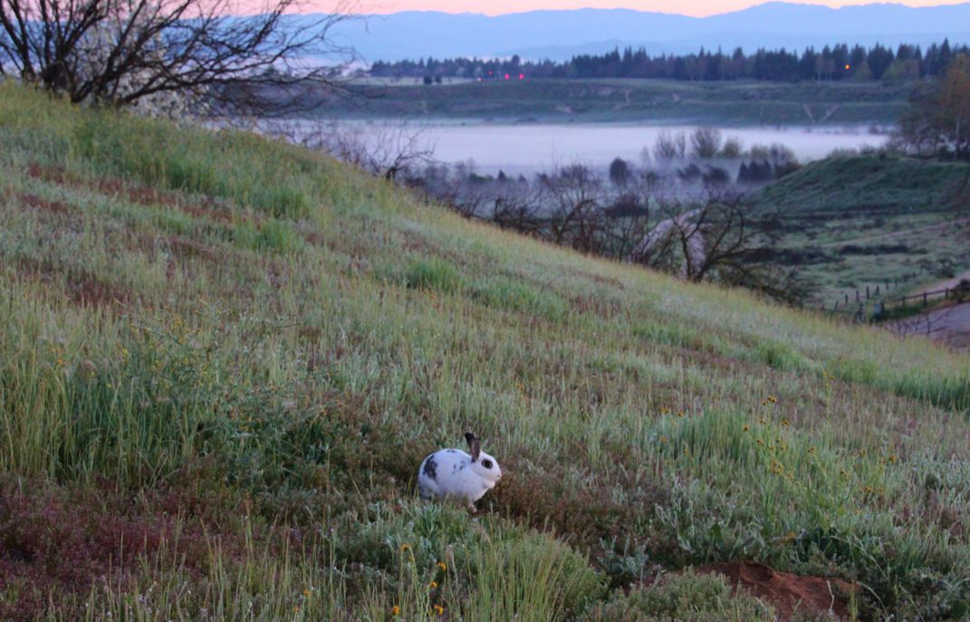rabbbit in the park. | Smithsonian Photo Contest | Smithsonian Magazine