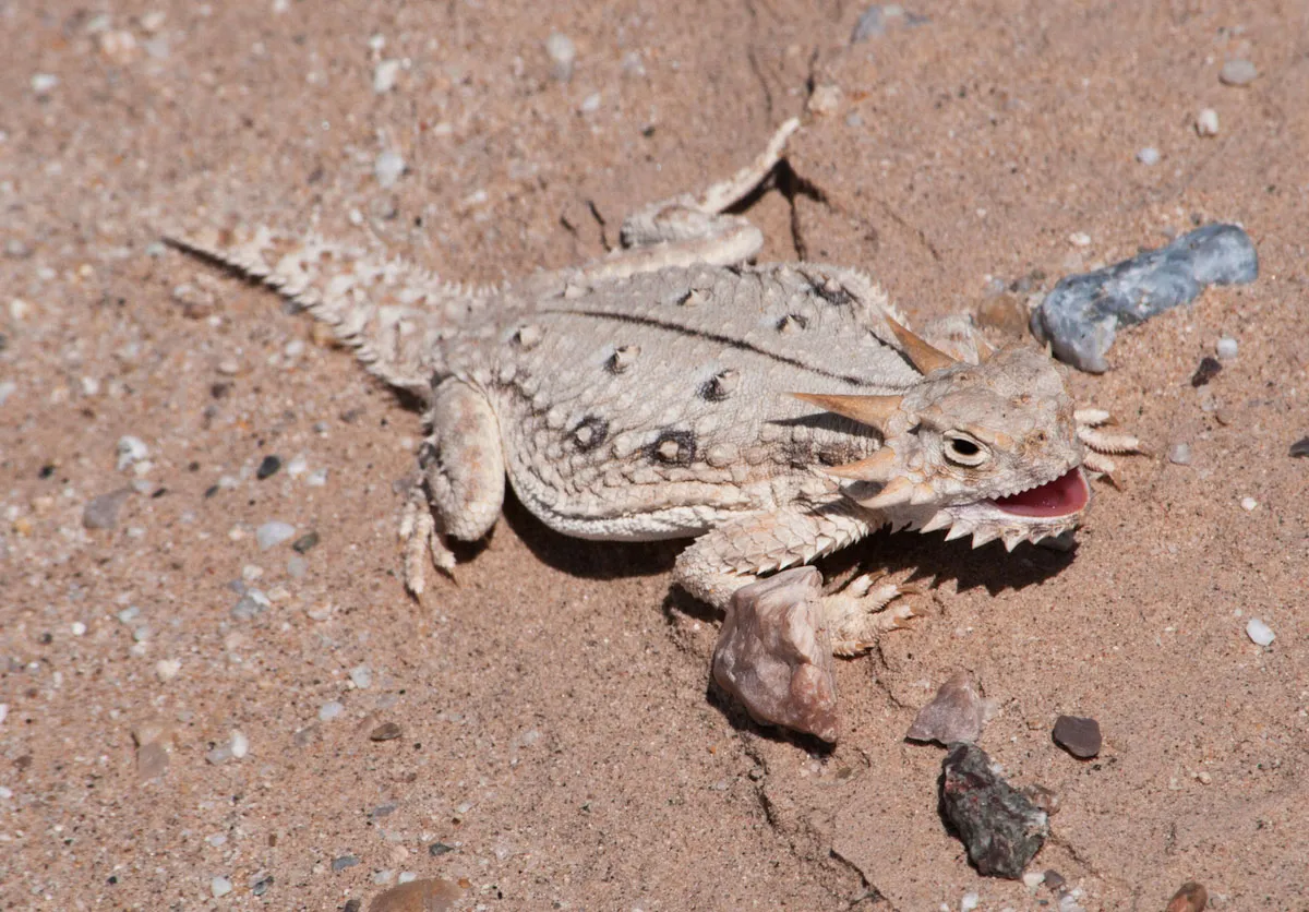 Desert Horned Lizards