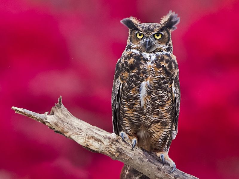 Great Horned Owl on Red This owl is set against a backdrop of a ...