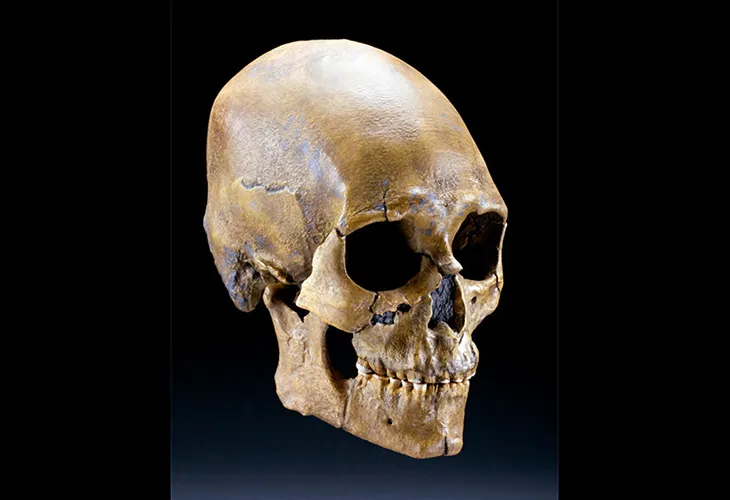 native american skull type