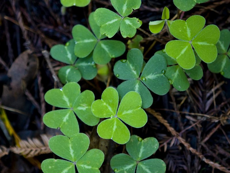 Clovers growing a foot of tree Muir Woods California. | Smithsonian ...