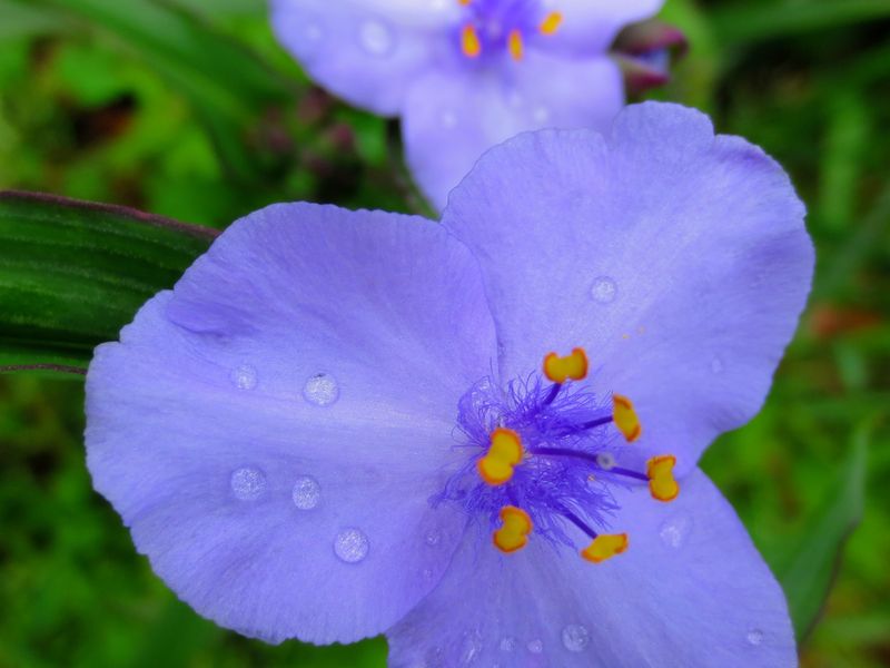 Raindrops on flower | Smithsonian Photo Contest | Smithsonian Magazine