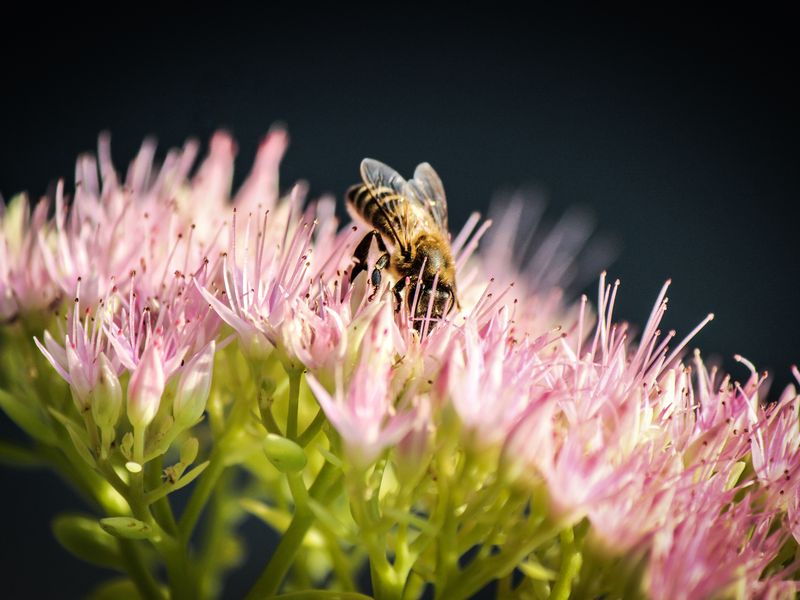 Worker bee collecting pollen | Smithsonian Photo Contest | Smithsonian ...