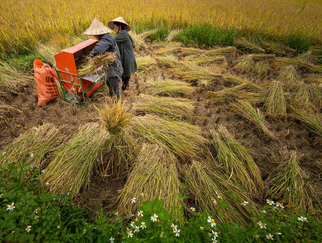 The farmers cut the rice tree in havest season | Smithsonian Photo ...