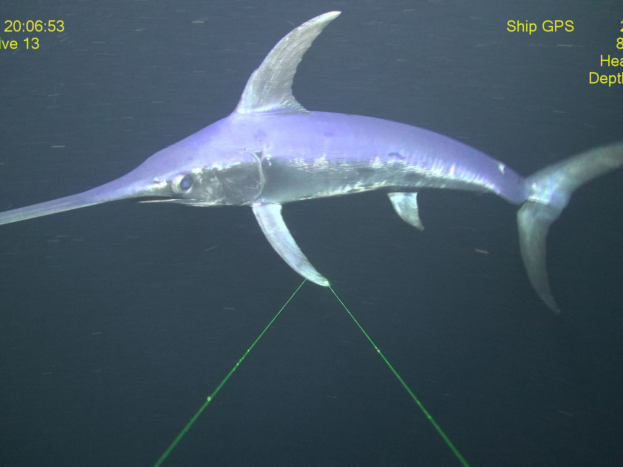 Shark Stabbed Through the Heart and a Swordfish Is to Blame