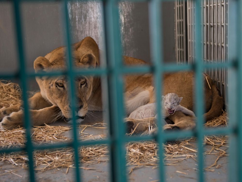 Lion Saved from Syrian Zoo Gives Birth