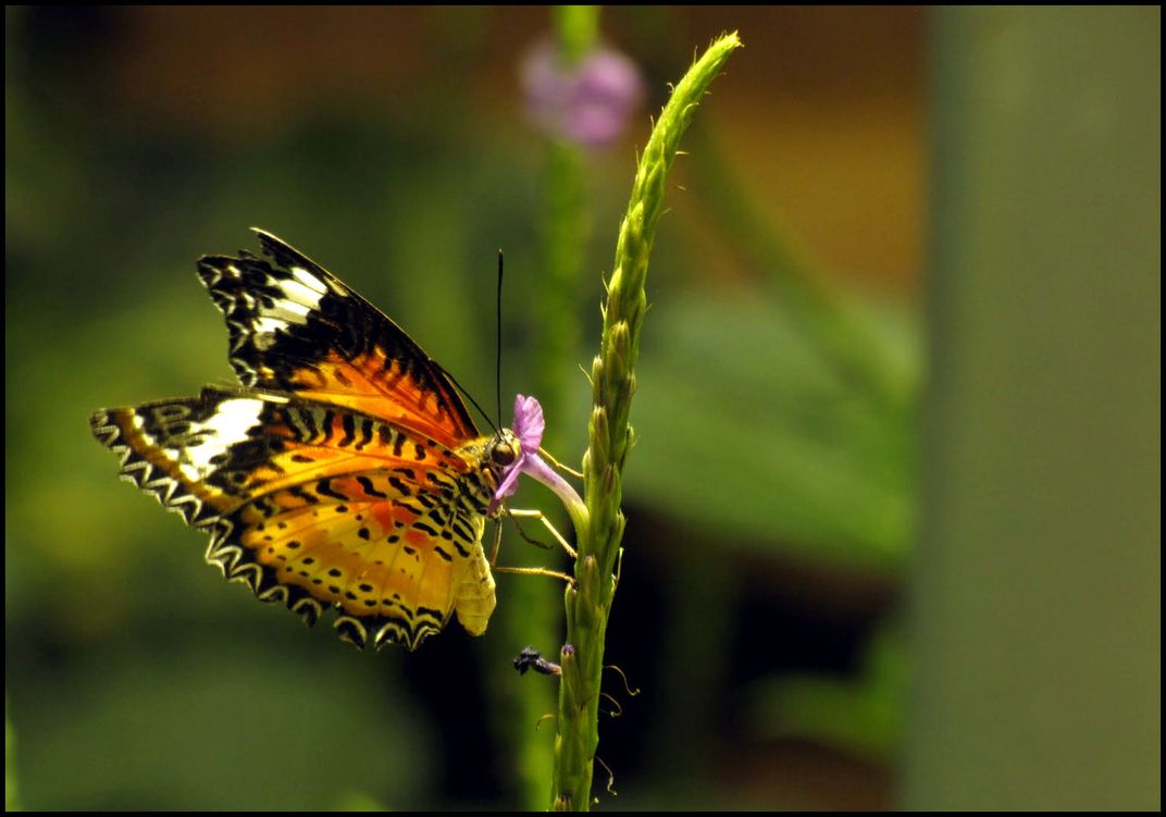 Butterfly center,DC | Smithsonian Photo Contest | Smithsonian Magazine