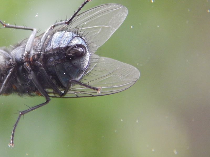 Fly on the window | Smithsonian Photo Contest | Smithsonian Magazine