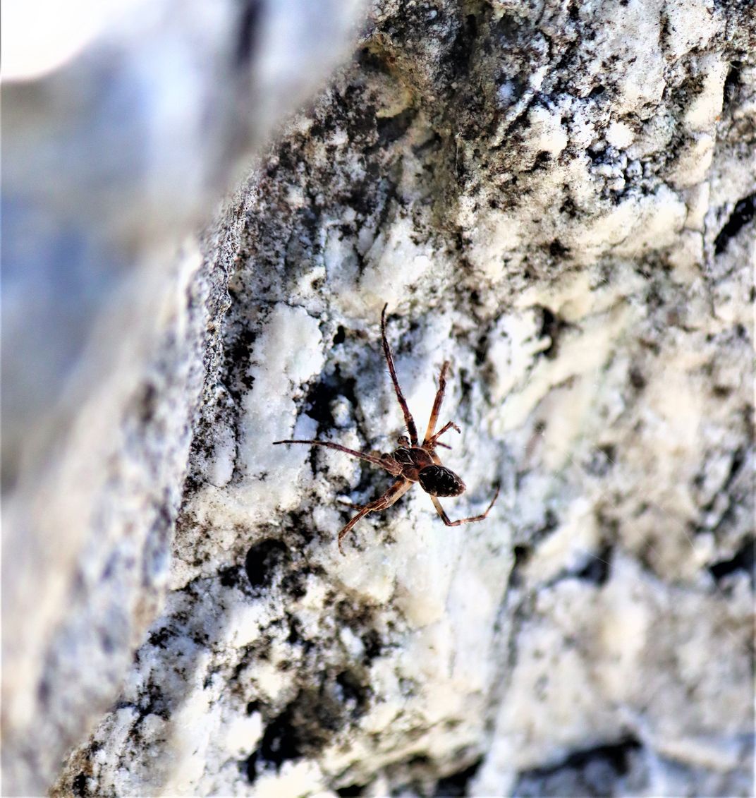 Fiddle Back | Smithsonian Photo Contest | Smithsonian Magazine