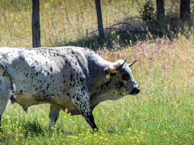 Long Horn | Smithsonian Photo Contest | Smithsonian Magazine