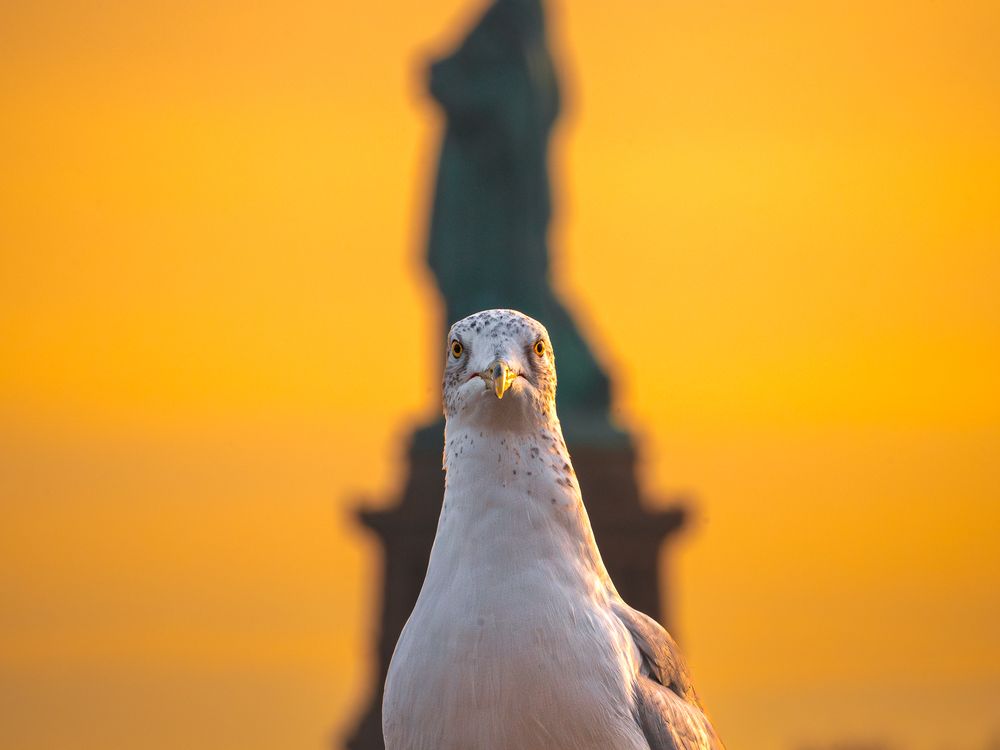 Seagull Sentinel | Smithsonian Photo Contest | Smithsonian Magazine