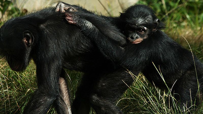 Chimpanzee Mating With Human