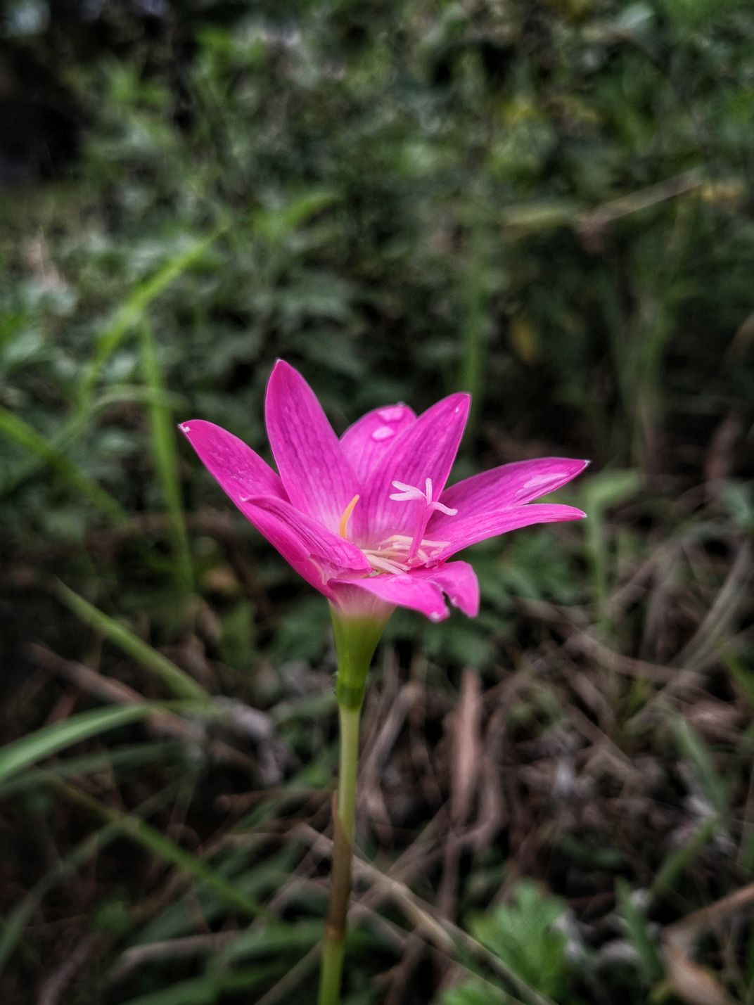 A full bloom in the lush greenery | Smithsonian Photo Contest ...