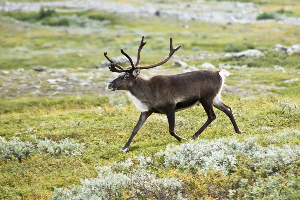 arctic elk