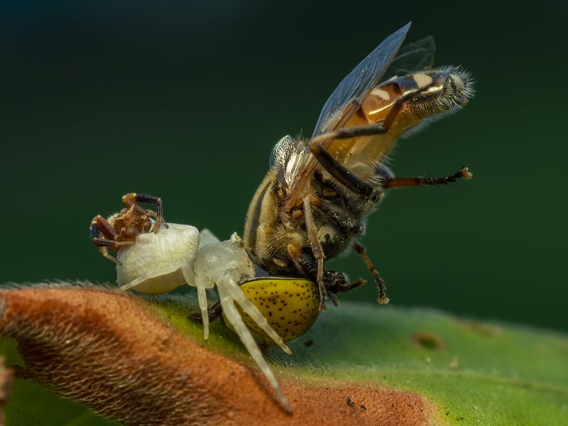 Crab spider with a kill while mating | Smithsonian Photo Contest ...