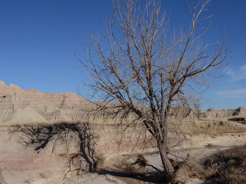 Tree in the Badlands | Smithsonian Photo Contest | Smithsonian Magazine