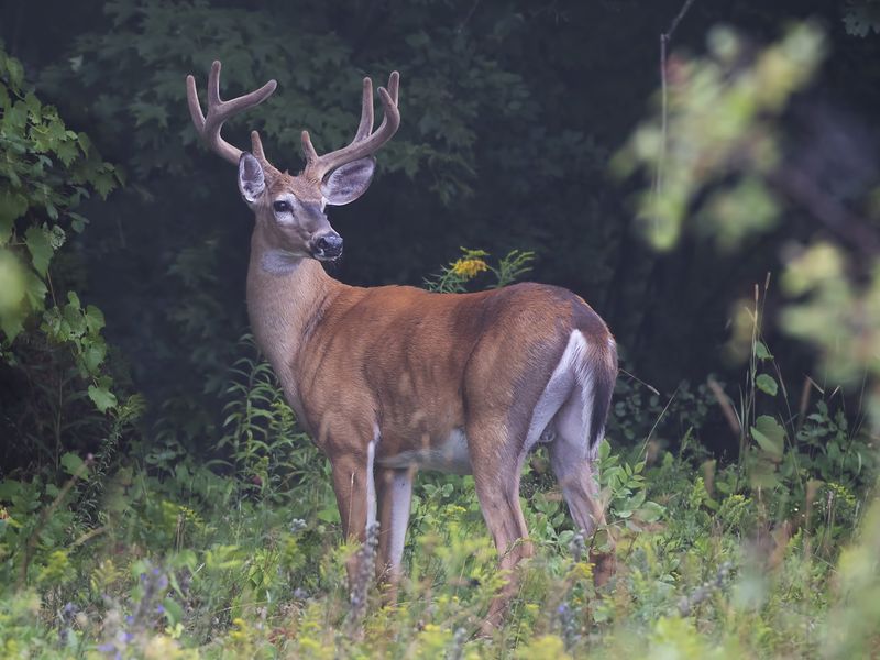 Velvet buck | Smithsonian Photo Contest | Smithsonian Magazine