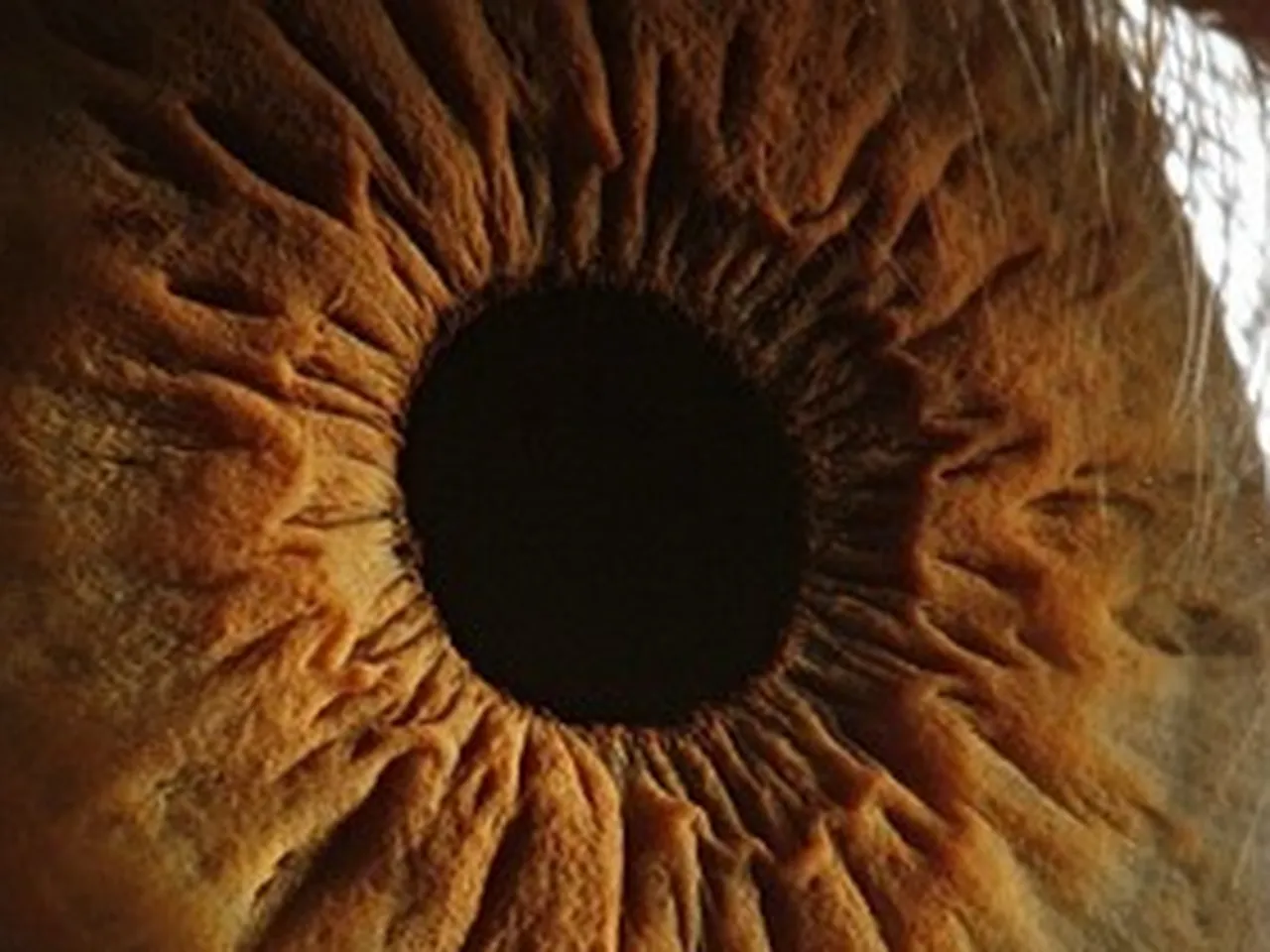 The Real Human Eye