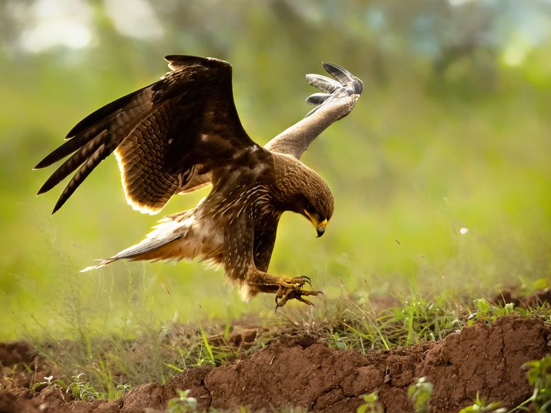 Indian Spotted Eagle | Smithsonian Photo Contest | Smithsonian Magazine