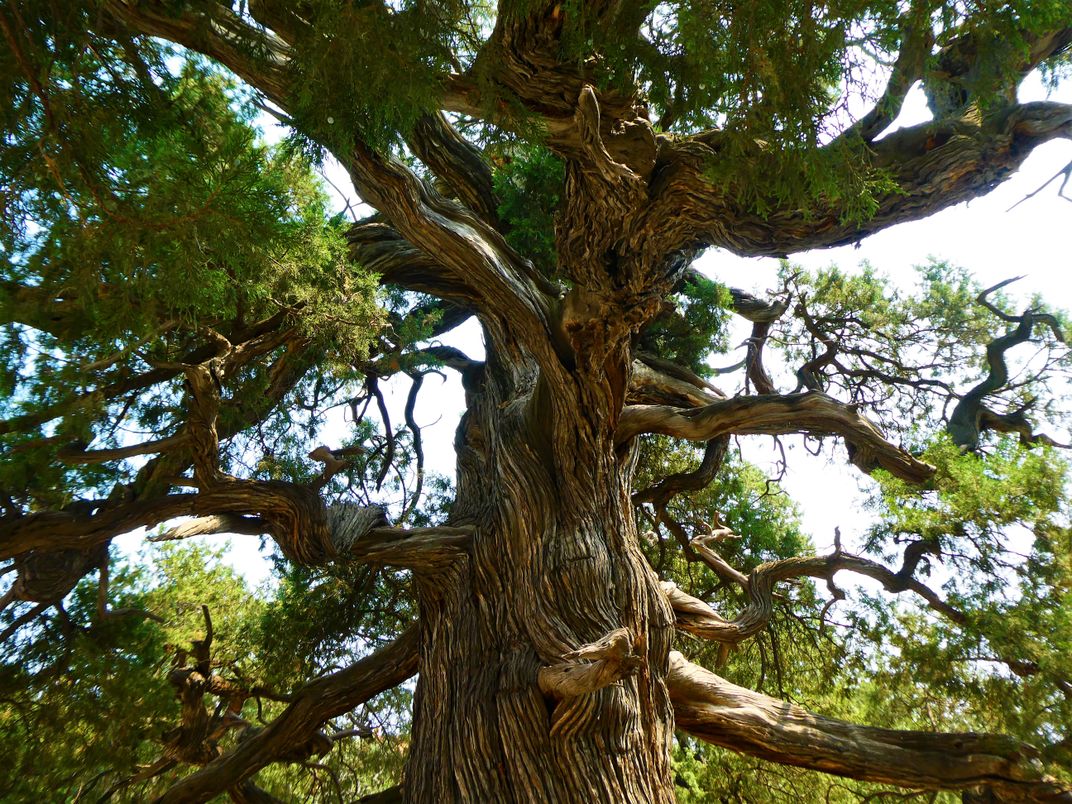 Ancient Branches | Smithsonian Photo Contest | Smithsonian Magazine