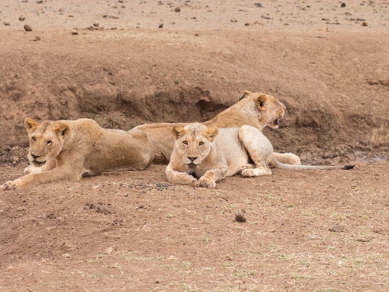 Three lions - three kings | Smithsonian Photo Contest | Smithsonian ...
