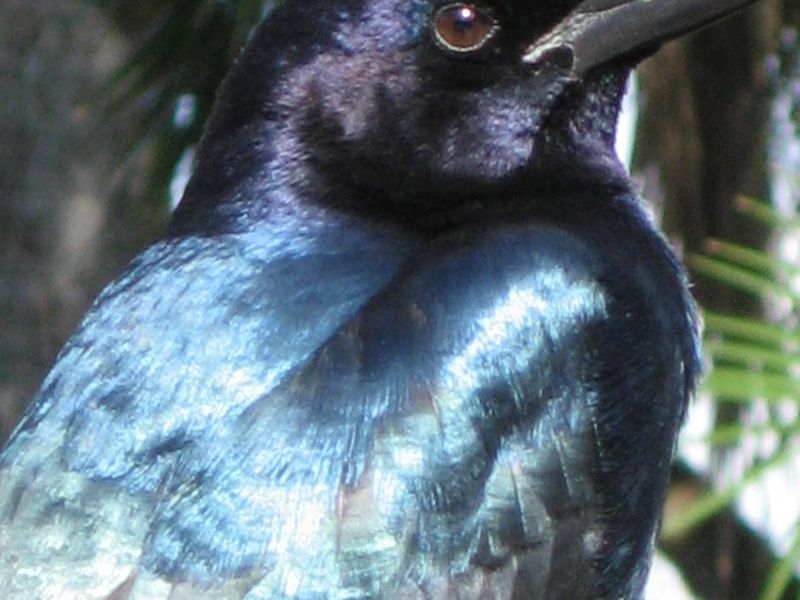 a crow in the sunlight | Smithsonian Photo Contest | Smithsonian Magazine