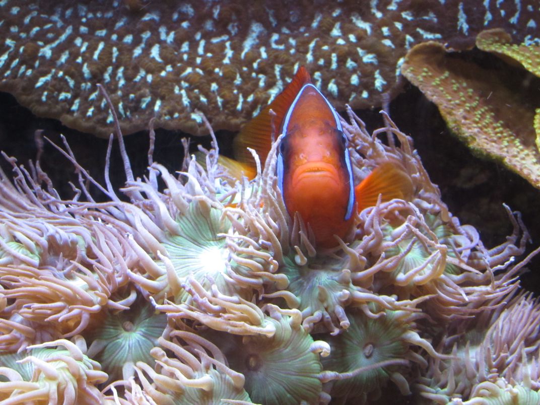 “Rescue Me!” (A cry for help from coral reefs) | Smithsonian Photo ...