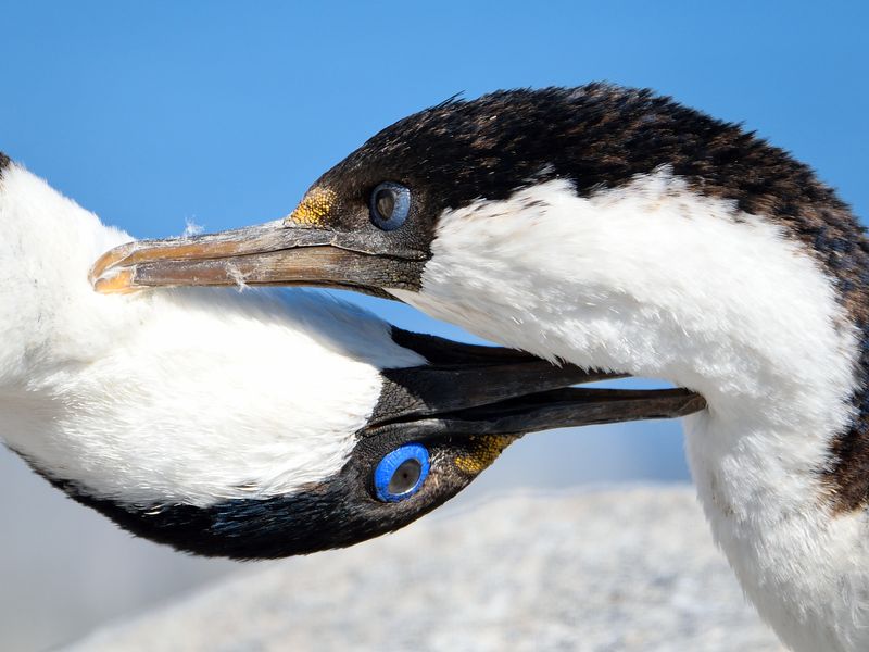 Blue eyed Shags | Smithsonian Photo Contest | Smithsonian Magazine