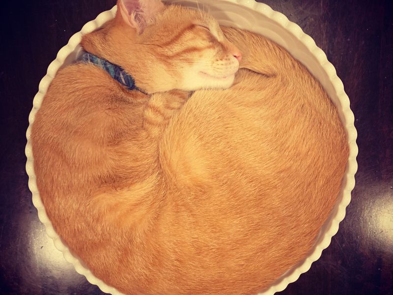 Tacocat | Smithsonian Photo Contest | Smithsonian Magazine